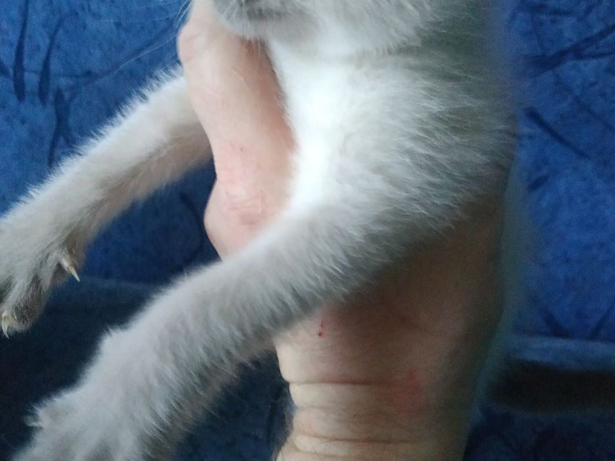 Тайские котята