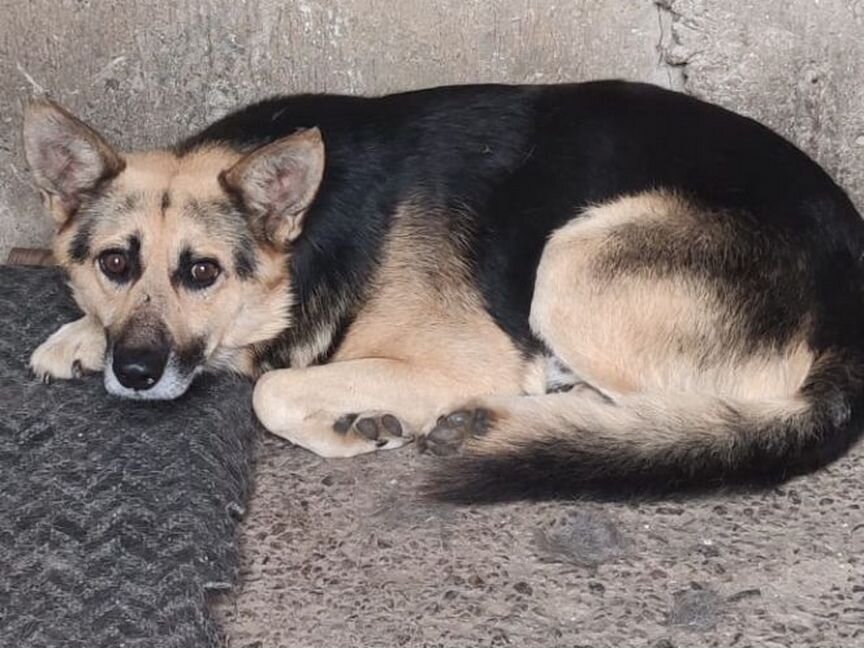 Собака из усыпалки ищет дом SOS