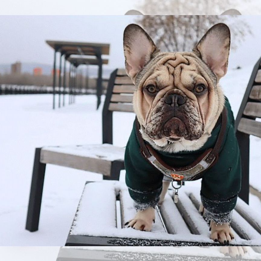 Французский бульдог, взрослый пёс