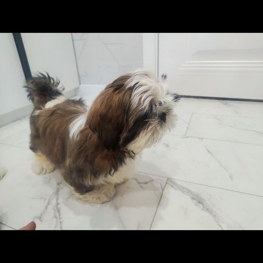 Щенки Щи-тцу