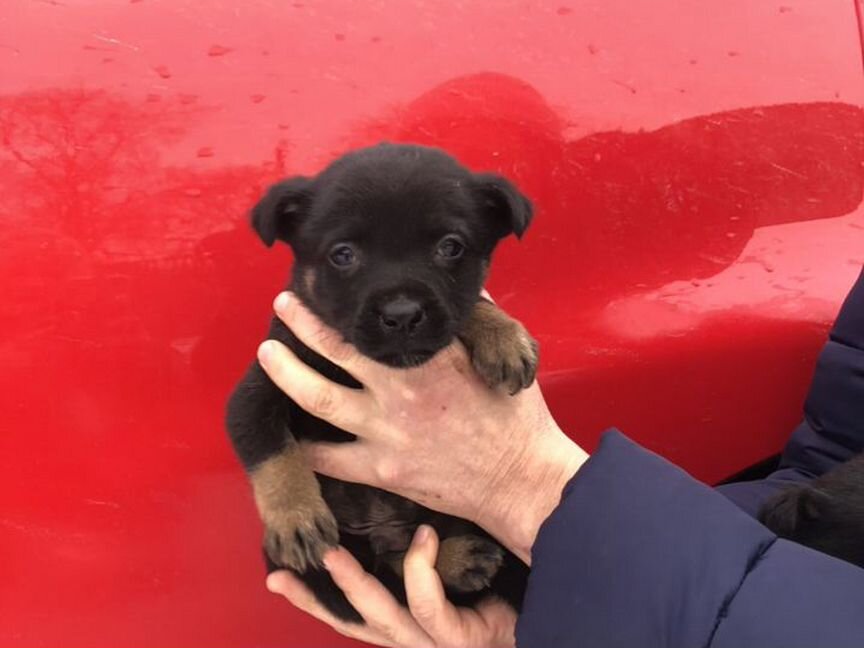 Щенки бесплатно в добрые руки