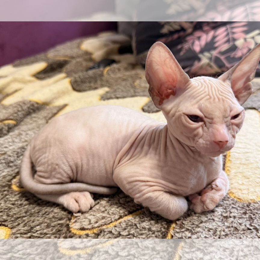 Донской сфинкс котёнок