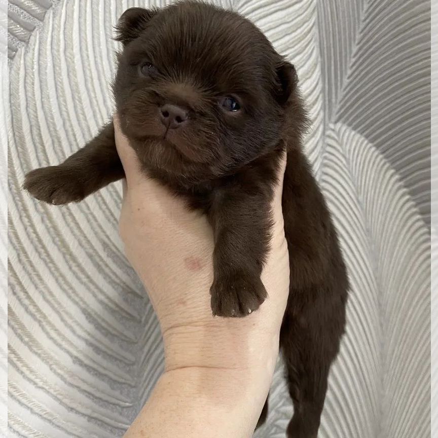 Помчи, щенок