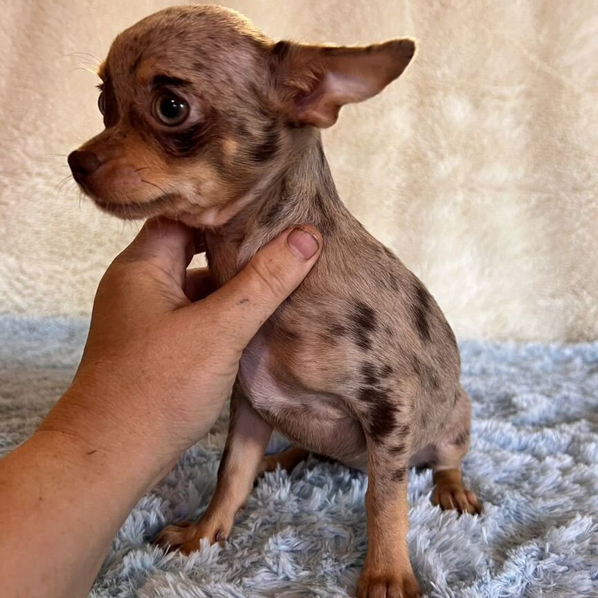 Чихуахуа мраморная девочка