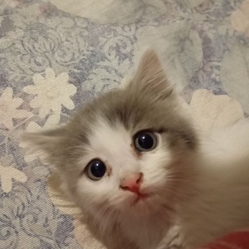 Котенок