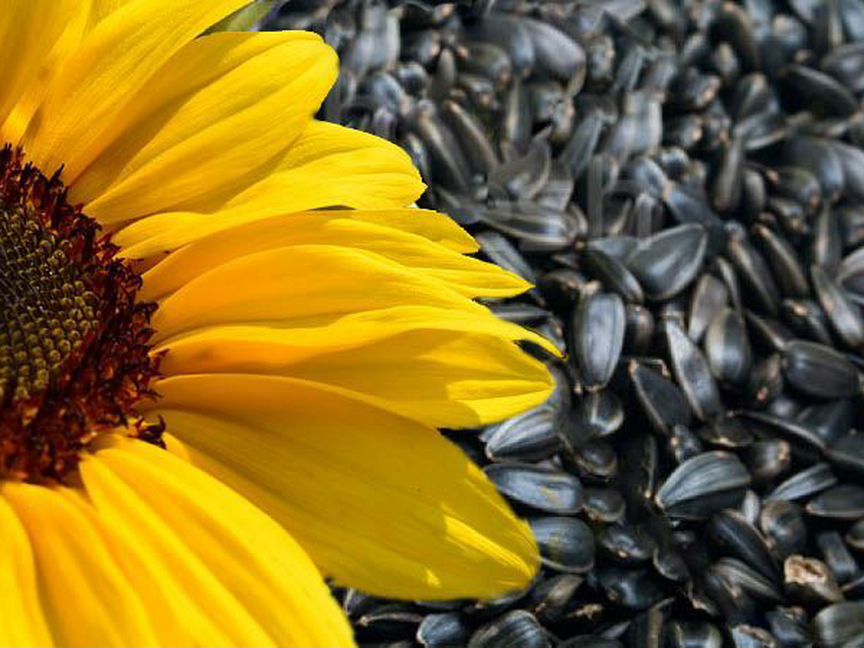 Продам семечку масличку