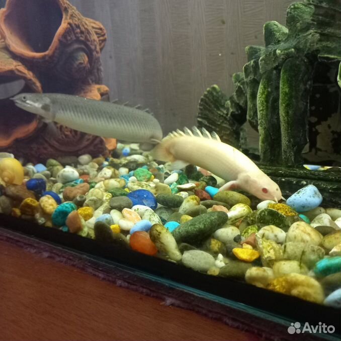 Полиптерус Синегальский