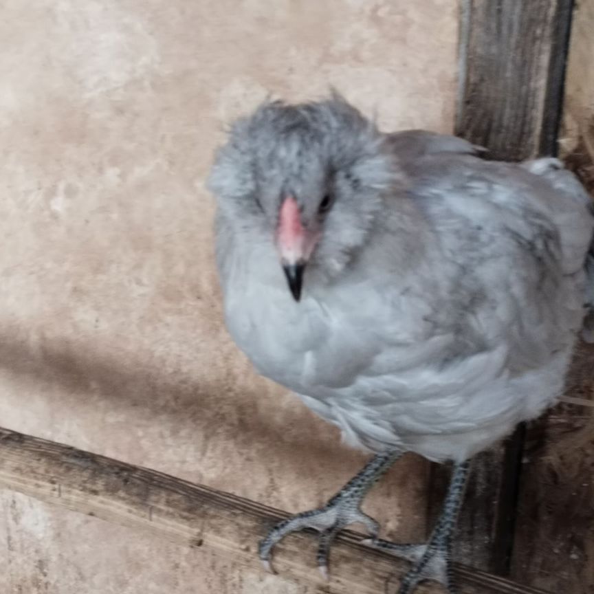 Петушки Амераукан