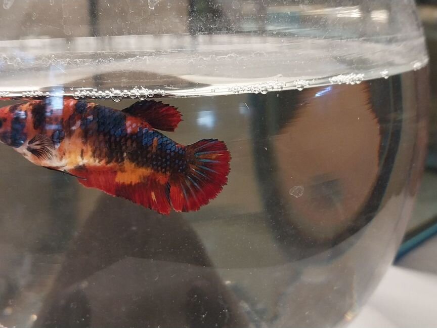 Продается самка рыбки петушка редкой породы Кои пл