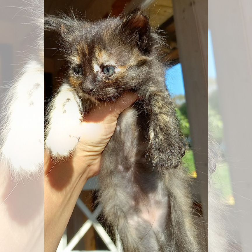 Котёнок трехцветный девочка