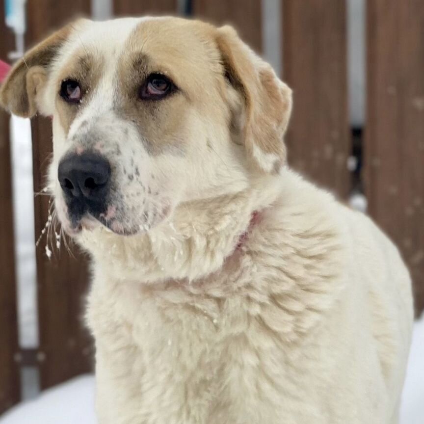 Среднеазиатская овчарка, взрослая собака