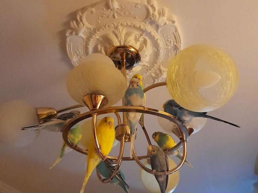 Волнистый попугай (птенцы)