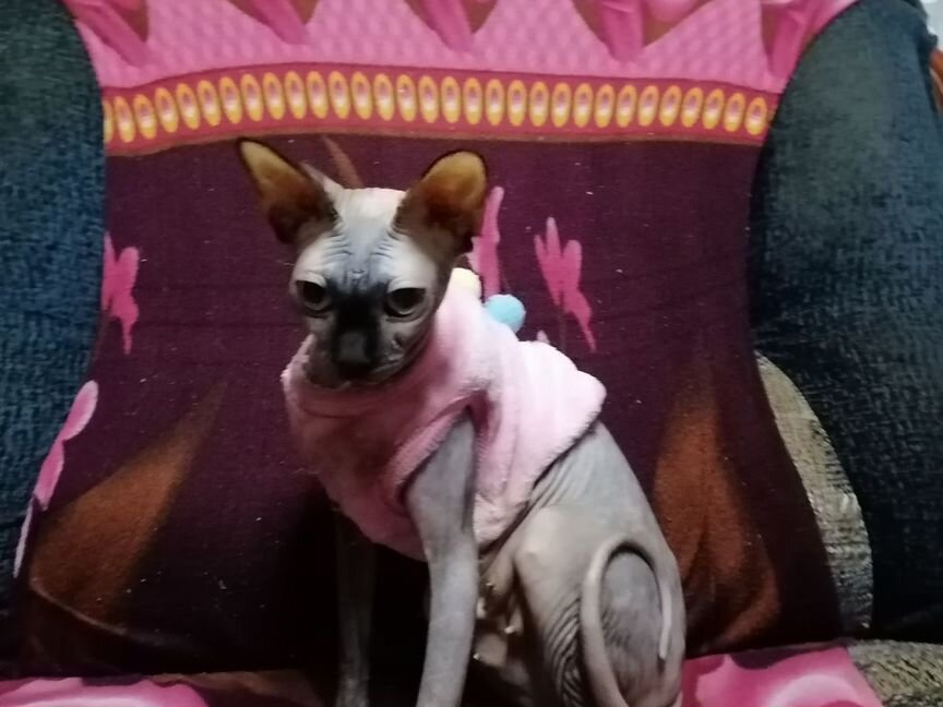 Кошка сфинкс