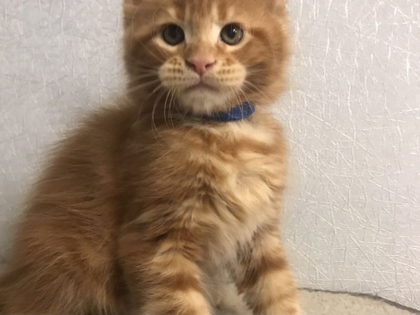 Котята мейнкун с документами из питомника