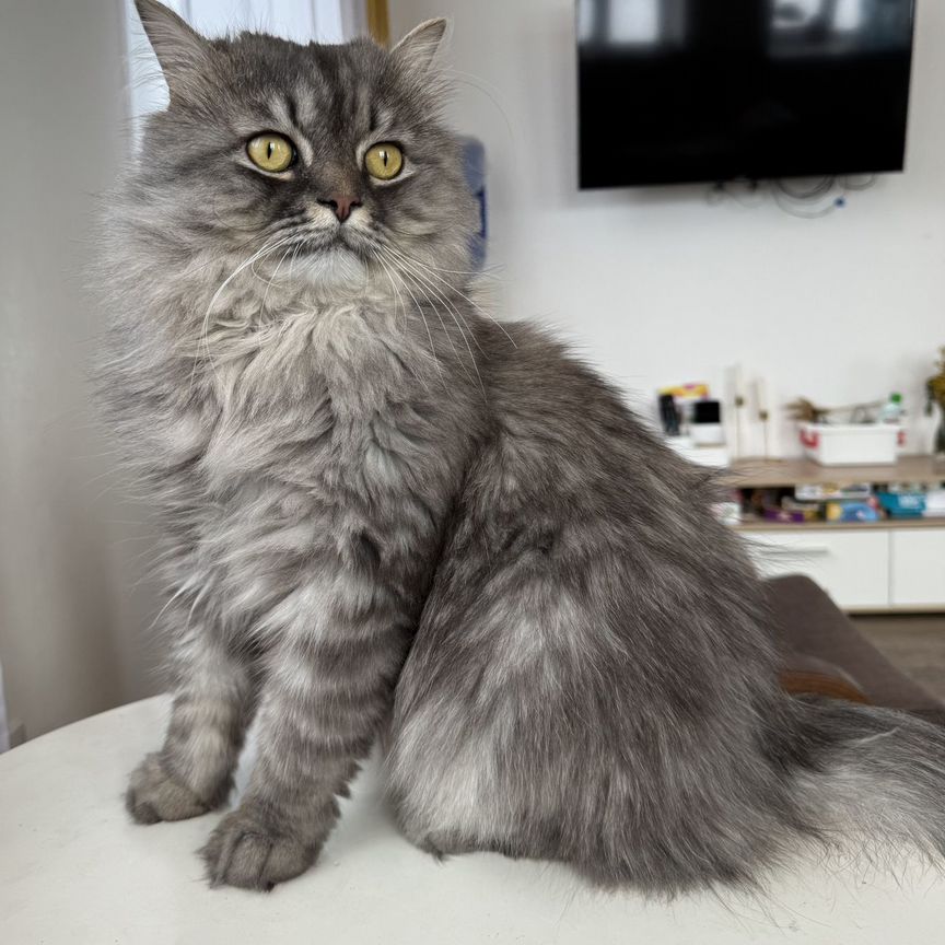 Сибирский, взрослый кот