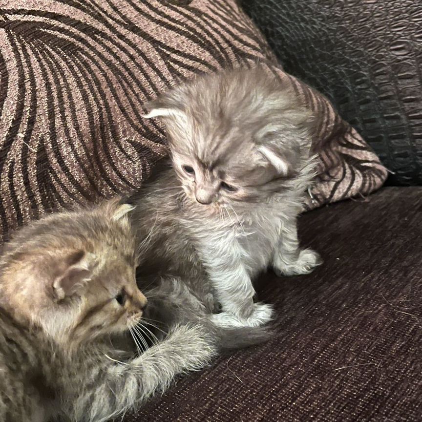 Котята в добрые ручки