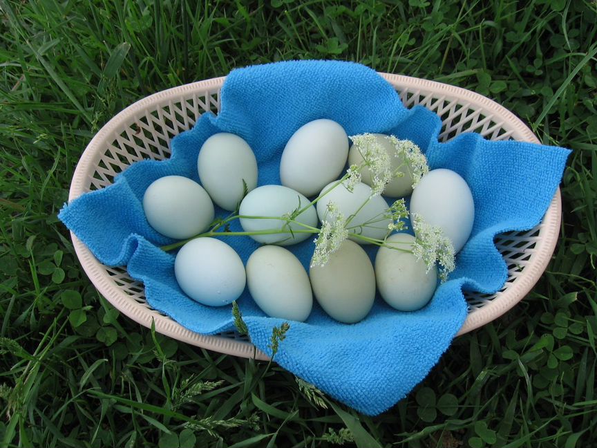 Куриные домашние и перепелиные яйца на еду