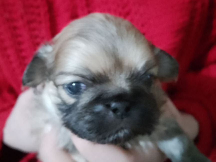 Пекинес щенки бронь