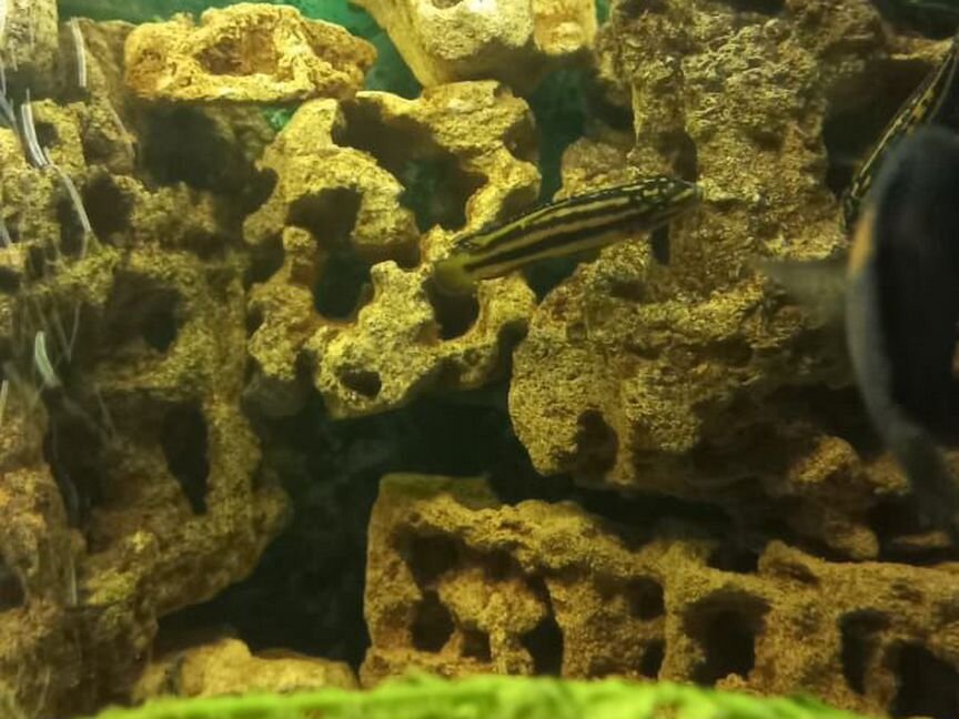 Аквариумные рыбки танганика