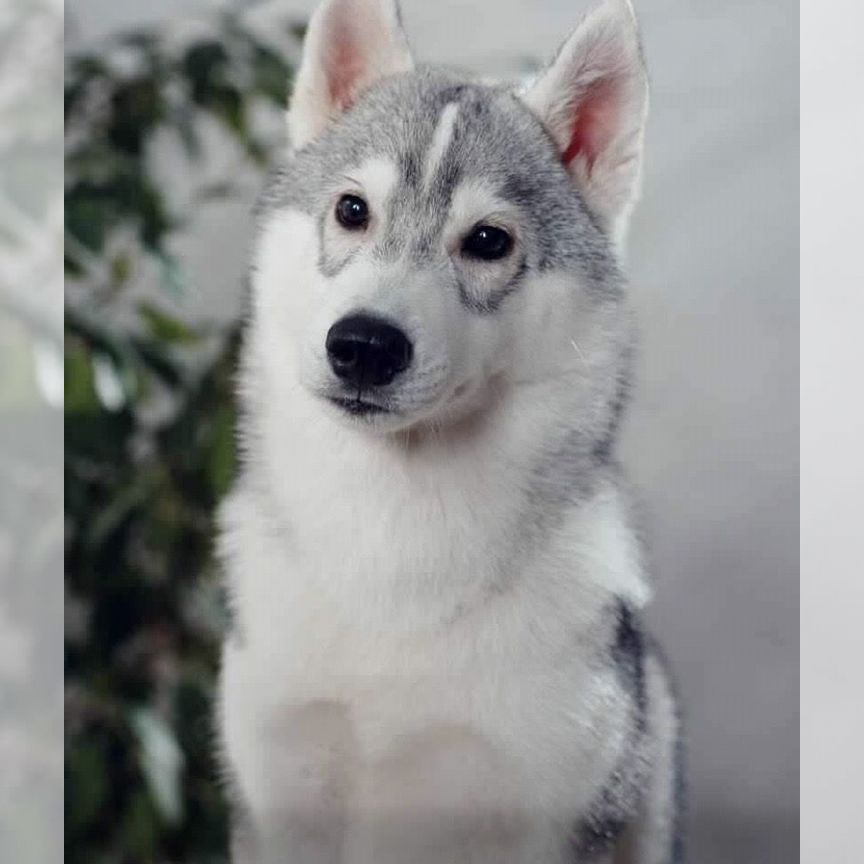 Сибирский хаски, щенок