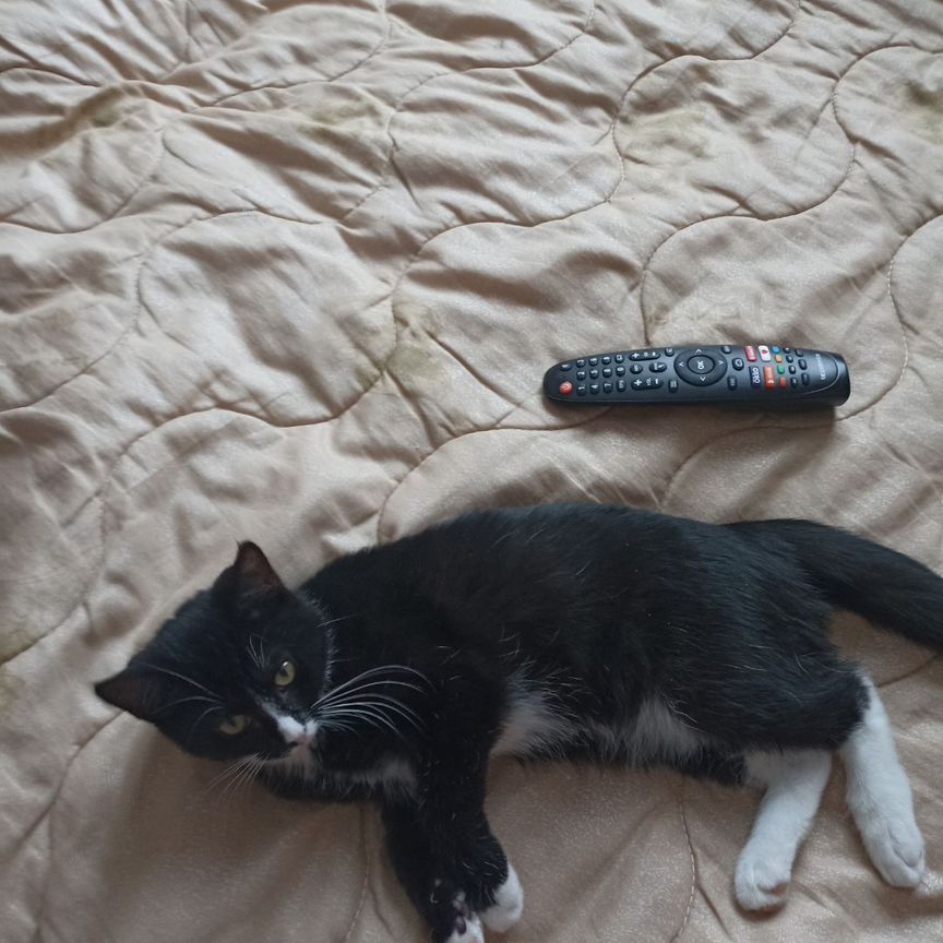 Кошечка