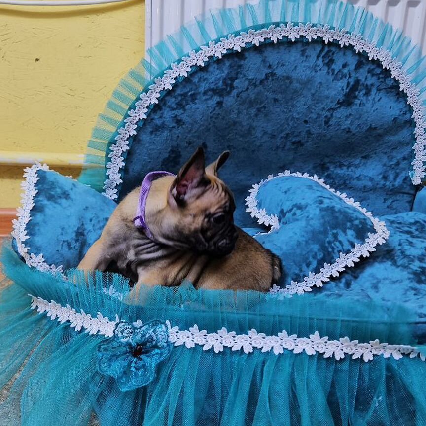 Французский бульдог, щенок