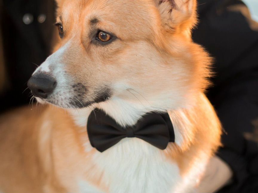 Вельш-корги пемброк вязка