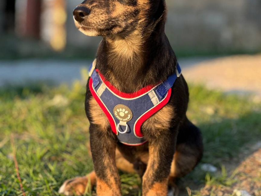 Отдам щенка - коротколапика