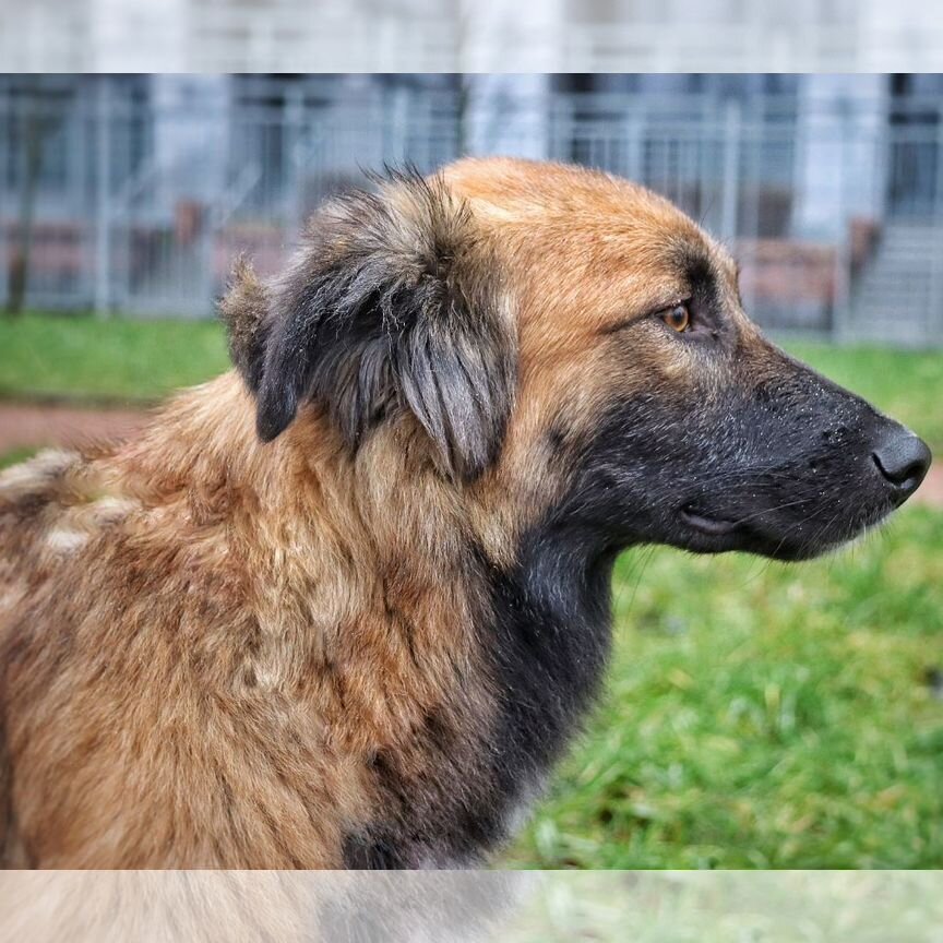 Взрослая собака в добрые руки