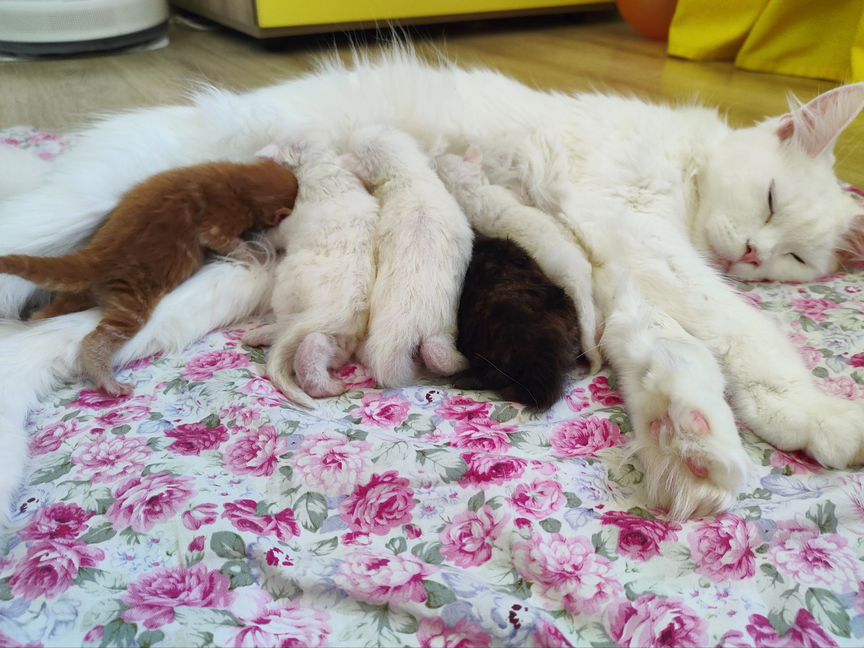 Котята мейн-кун