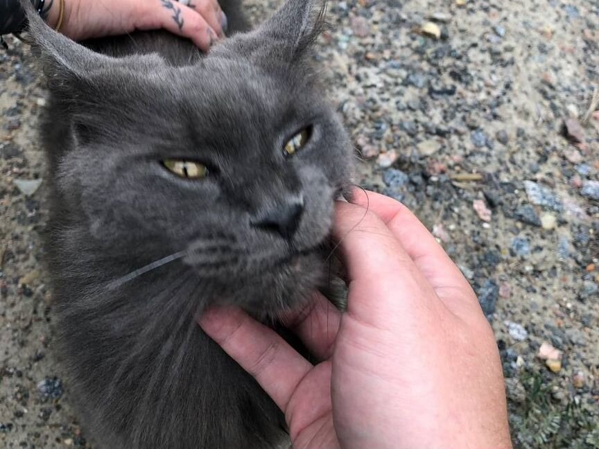 Мэйн кун бесплатно