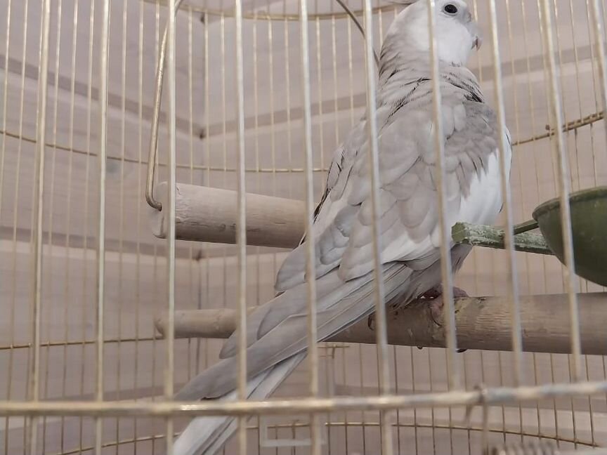 Попугай корелла с клеткой