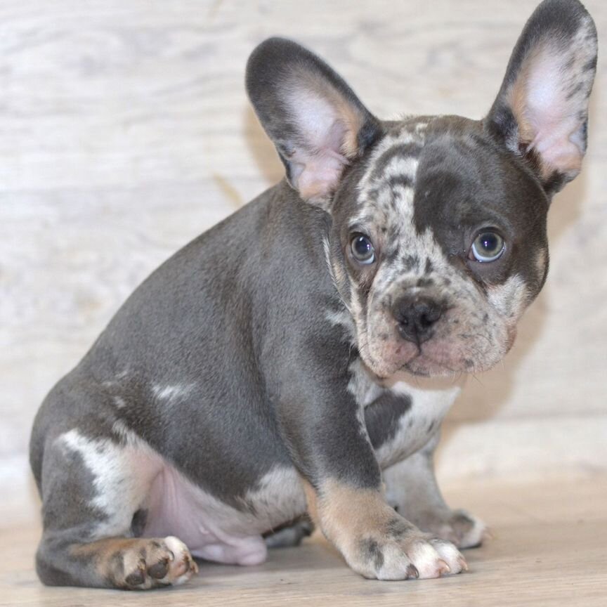 Французский бульдог, щенок