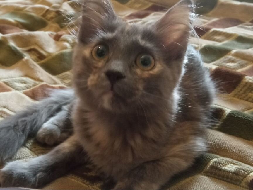 Кошечка 3 месяца