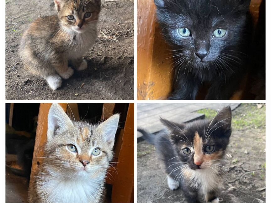 Кошки в добрые руки