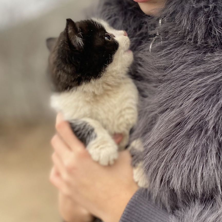 Котенок