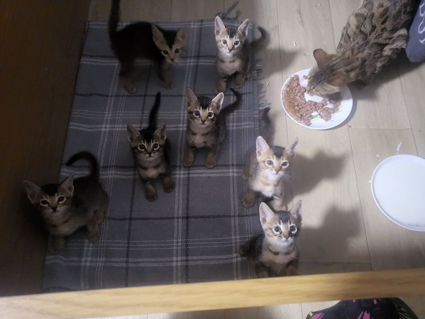 Котята мама бенгальская папа абиссинец