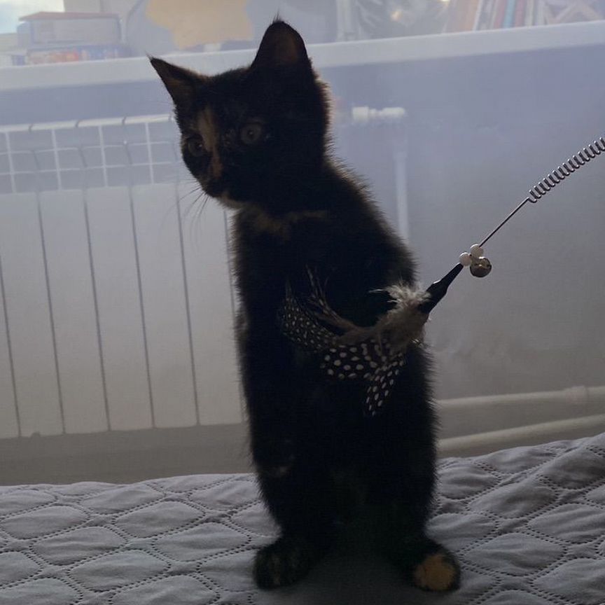Котёнок