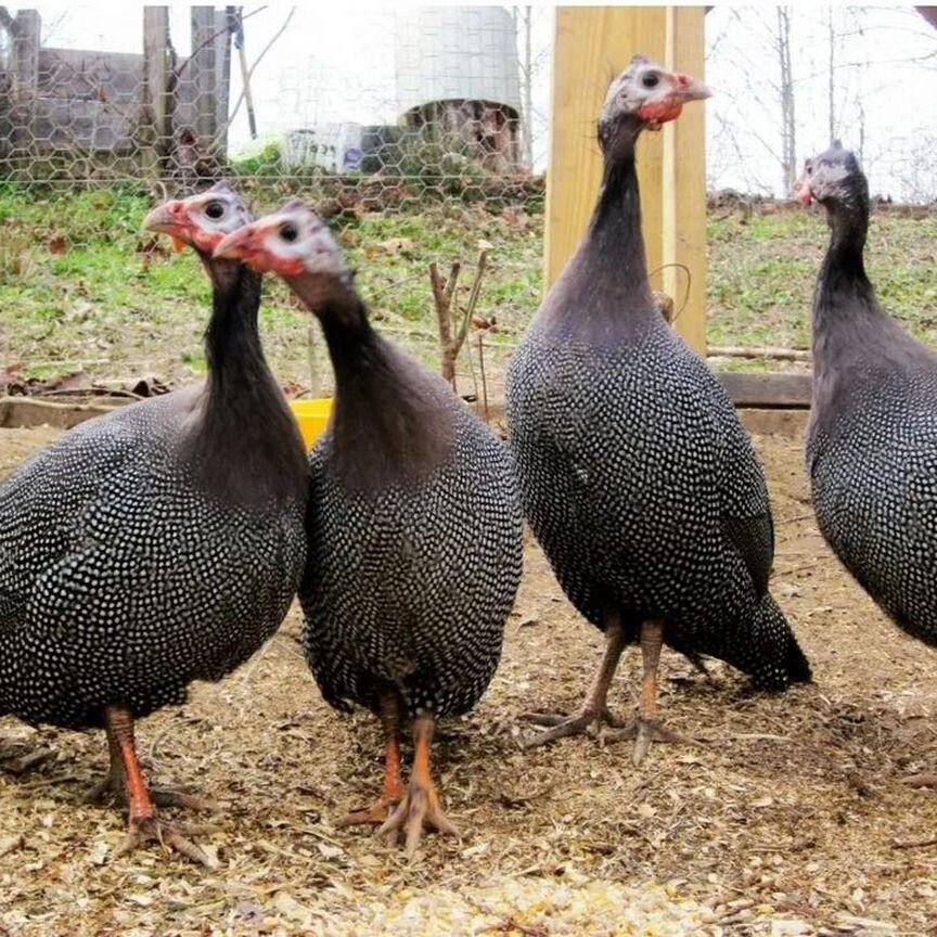 Продам цесарок