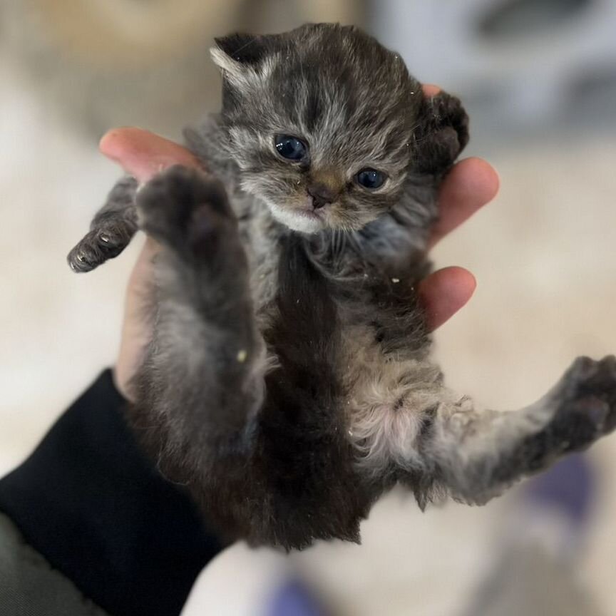 Продается котик британец