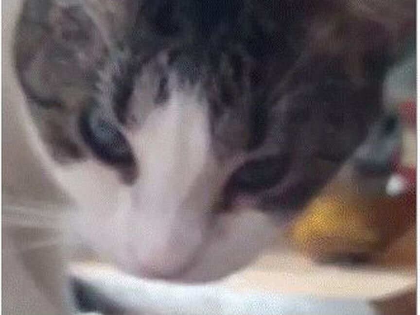 Спасеныш-кошечка,ласковая,лоток на 5