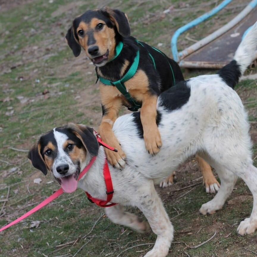 Щенки в добрые руки мальчики