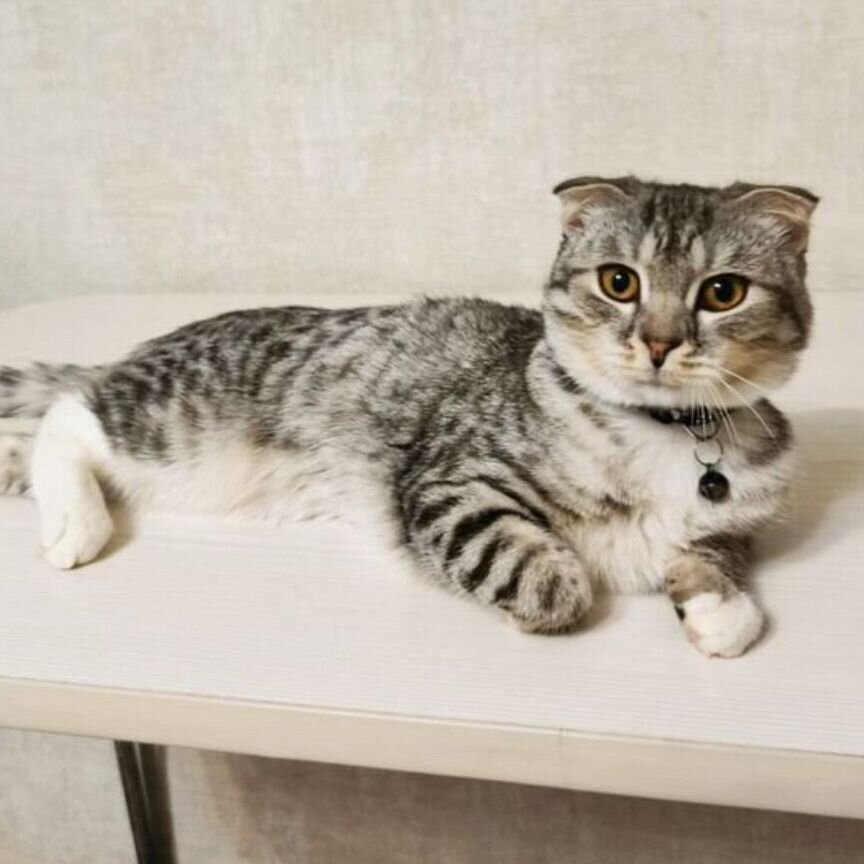 Британский котик вязка