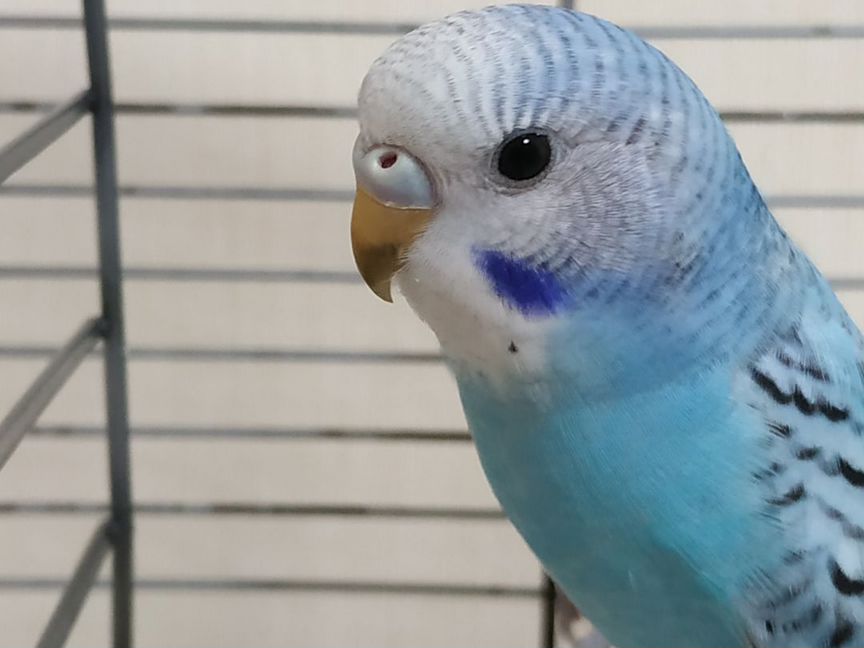 Волнистый попугай