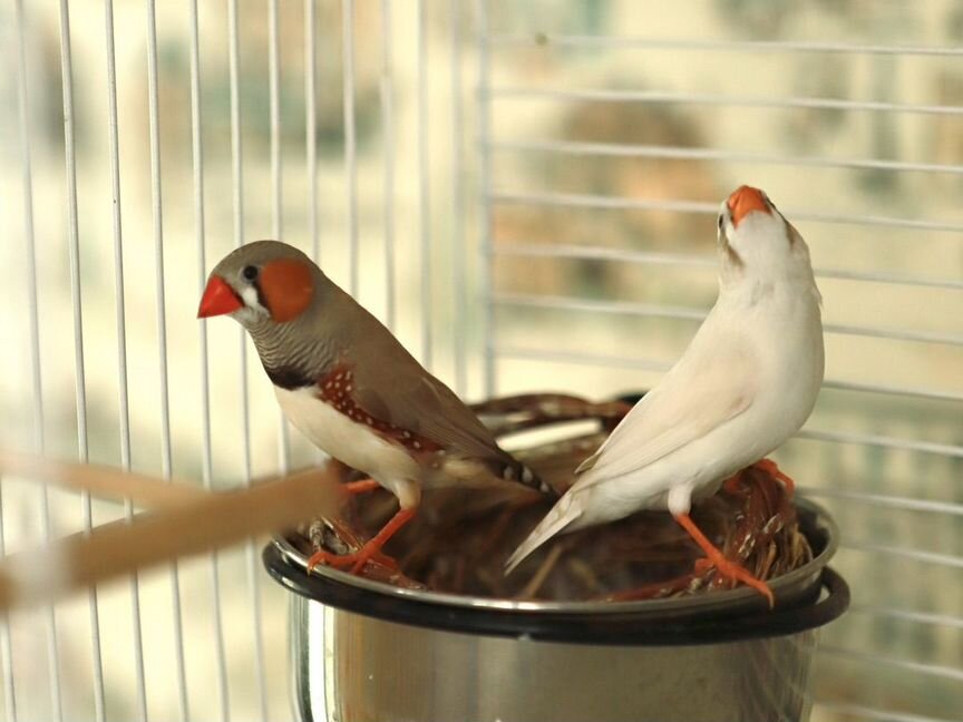 Зебровые амадины москва