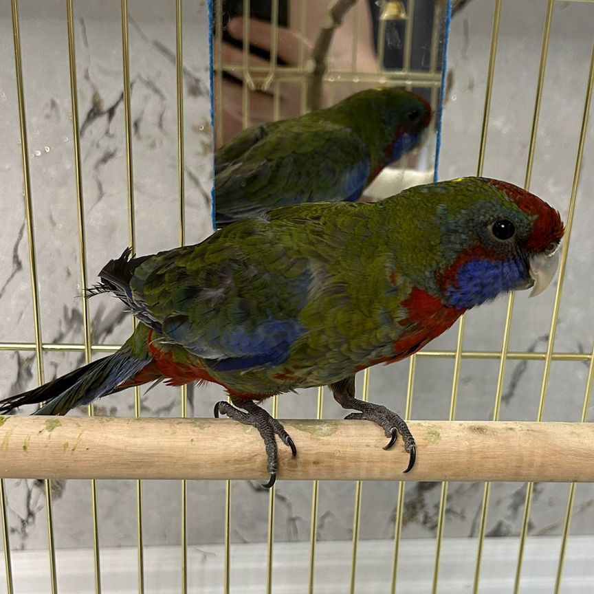 Попугай розела пенантовая