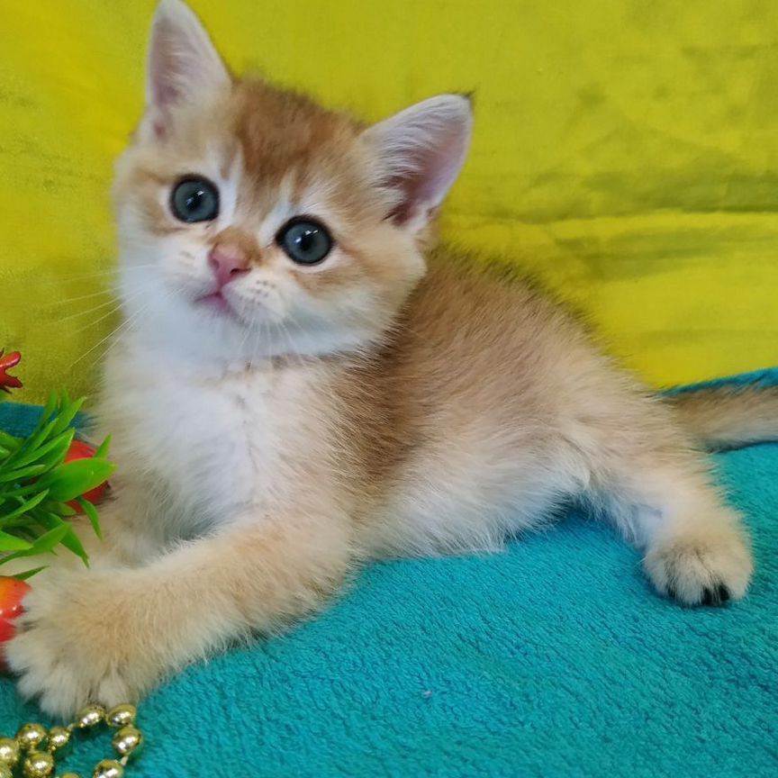 Шотландские кошечки