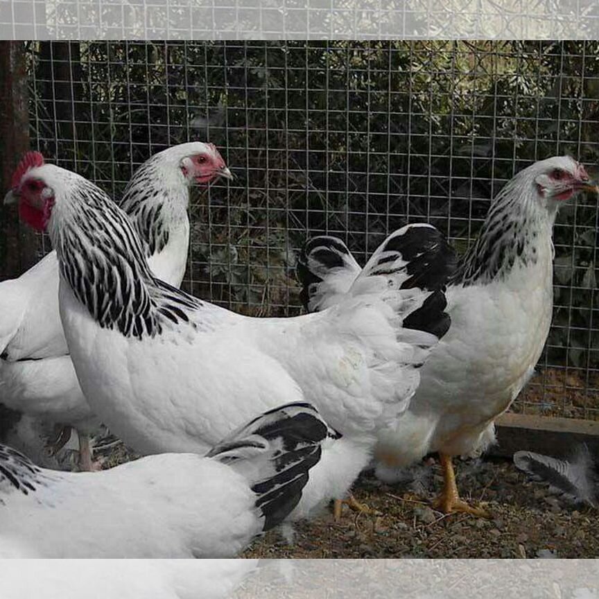 Куры адлерская серебристая