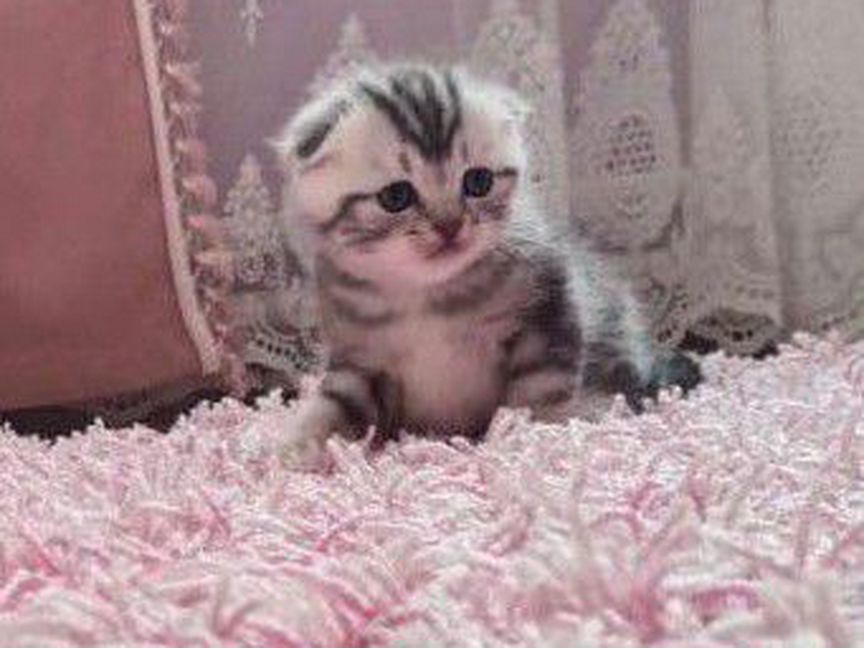 Шотландские вислоухие котята