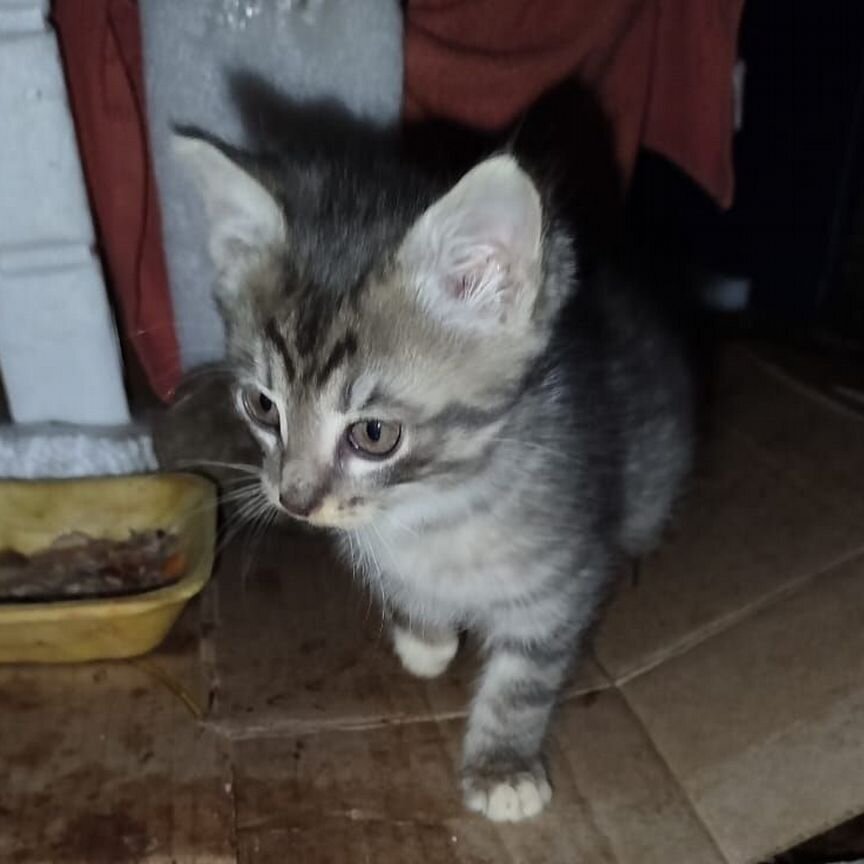 Котёнок в добрые руки